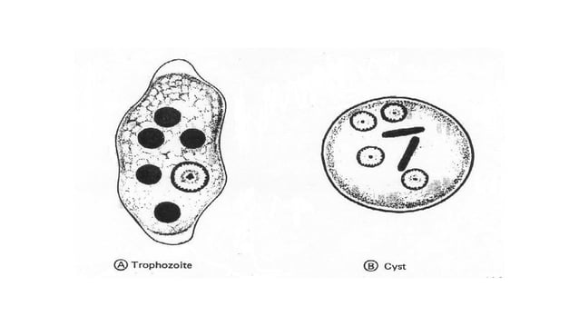 Protozoa.PPTX Microscopic Eukaryotes Unicellular | PPTX