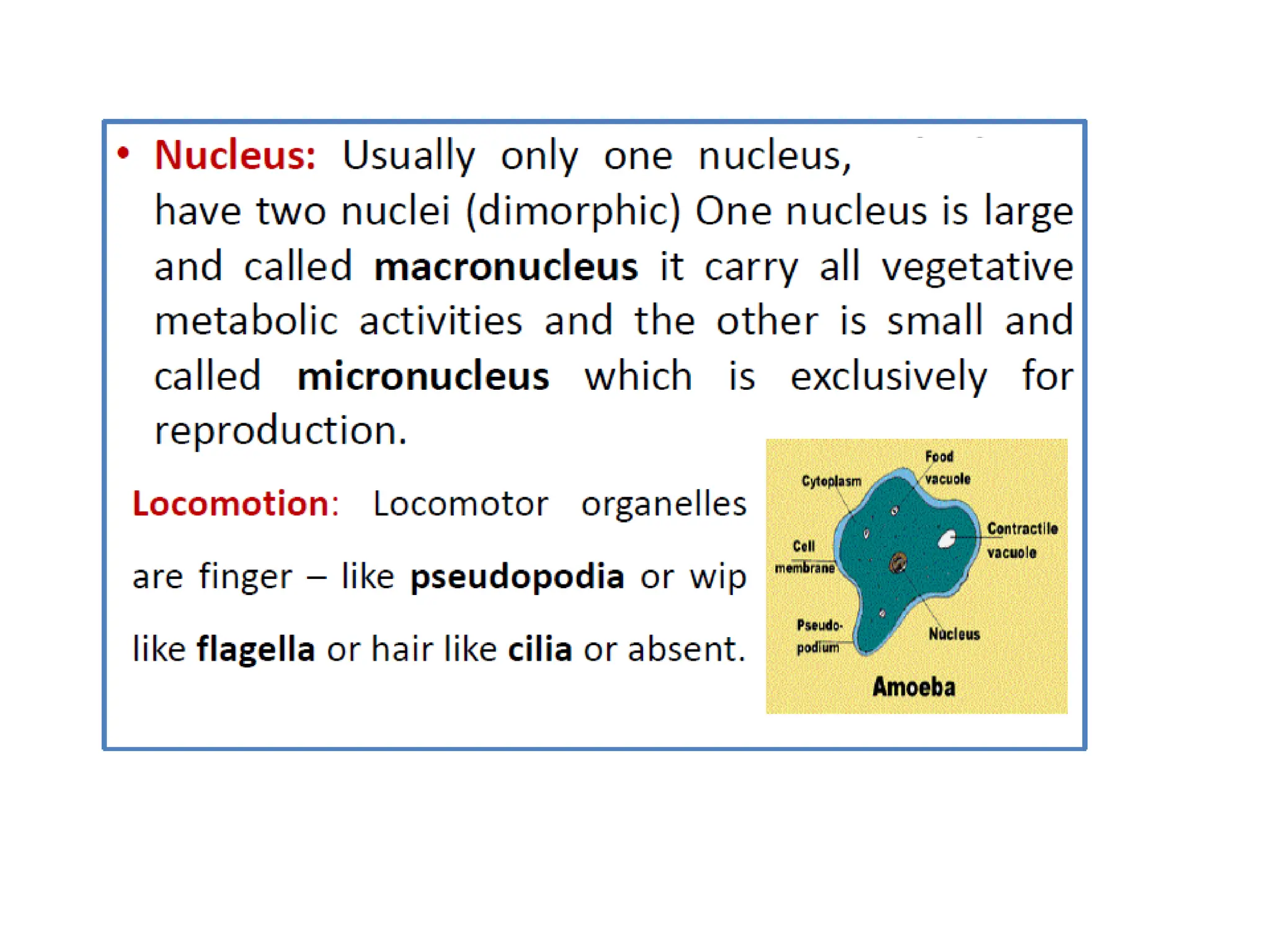 Eukaryotic microorganisms protozoa.pptx