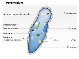 Eukaryotic microorganisms protozoa.pptx