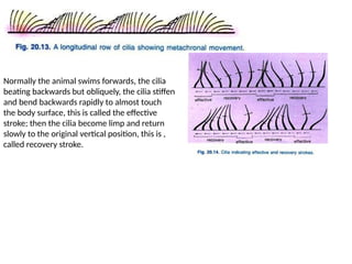 Eukaryotic microorganisms protozoa.pptx
