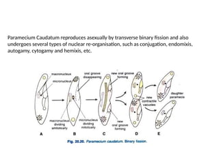 Eukaryotic microorganisms protozoa.pptx