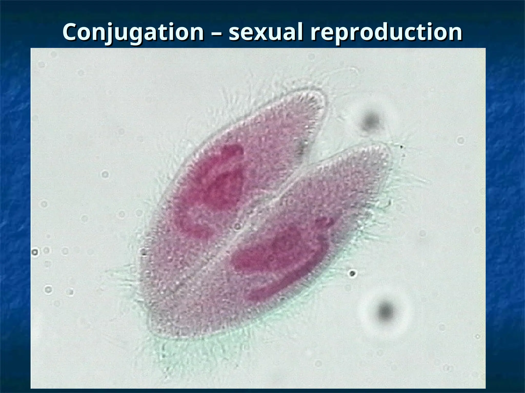 medical Protozoa , human protozoa unicellular parasites.ppt