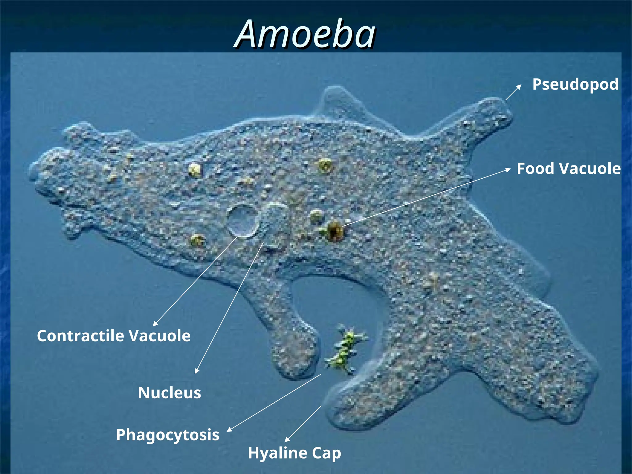 medical Protozoa , human protozoa unicellular parasites.ppt
