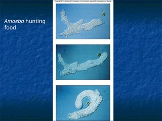 medical Protozoa , human protozoa unicellular parasites.ppt