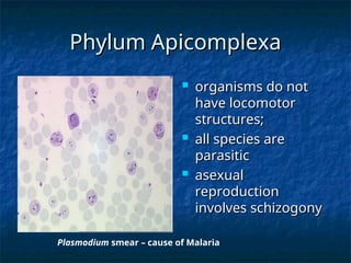 medical Protozoa , human protozoa unicellular parasites.ppt