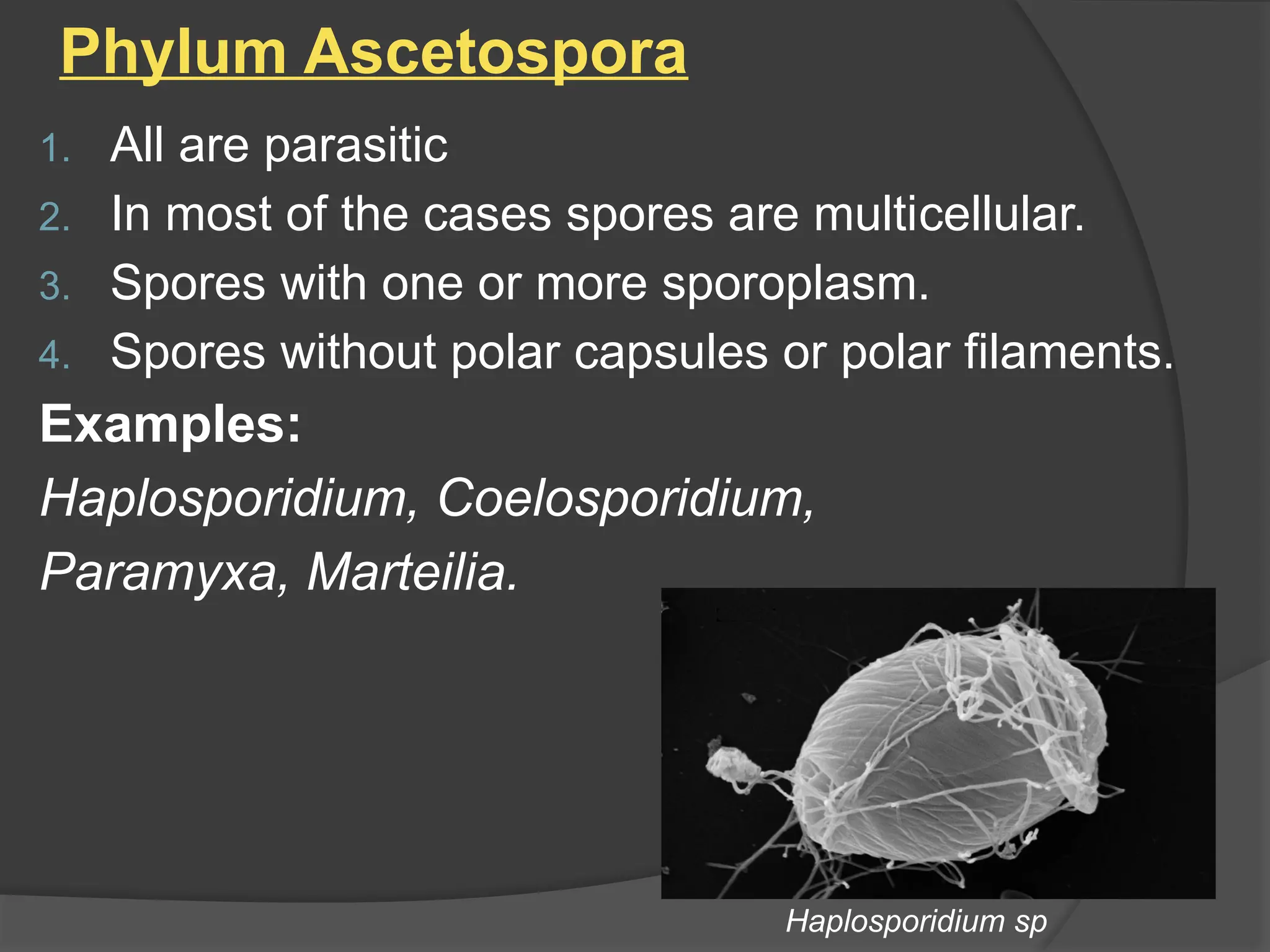Protozoa types and classification . pptx | PPTX