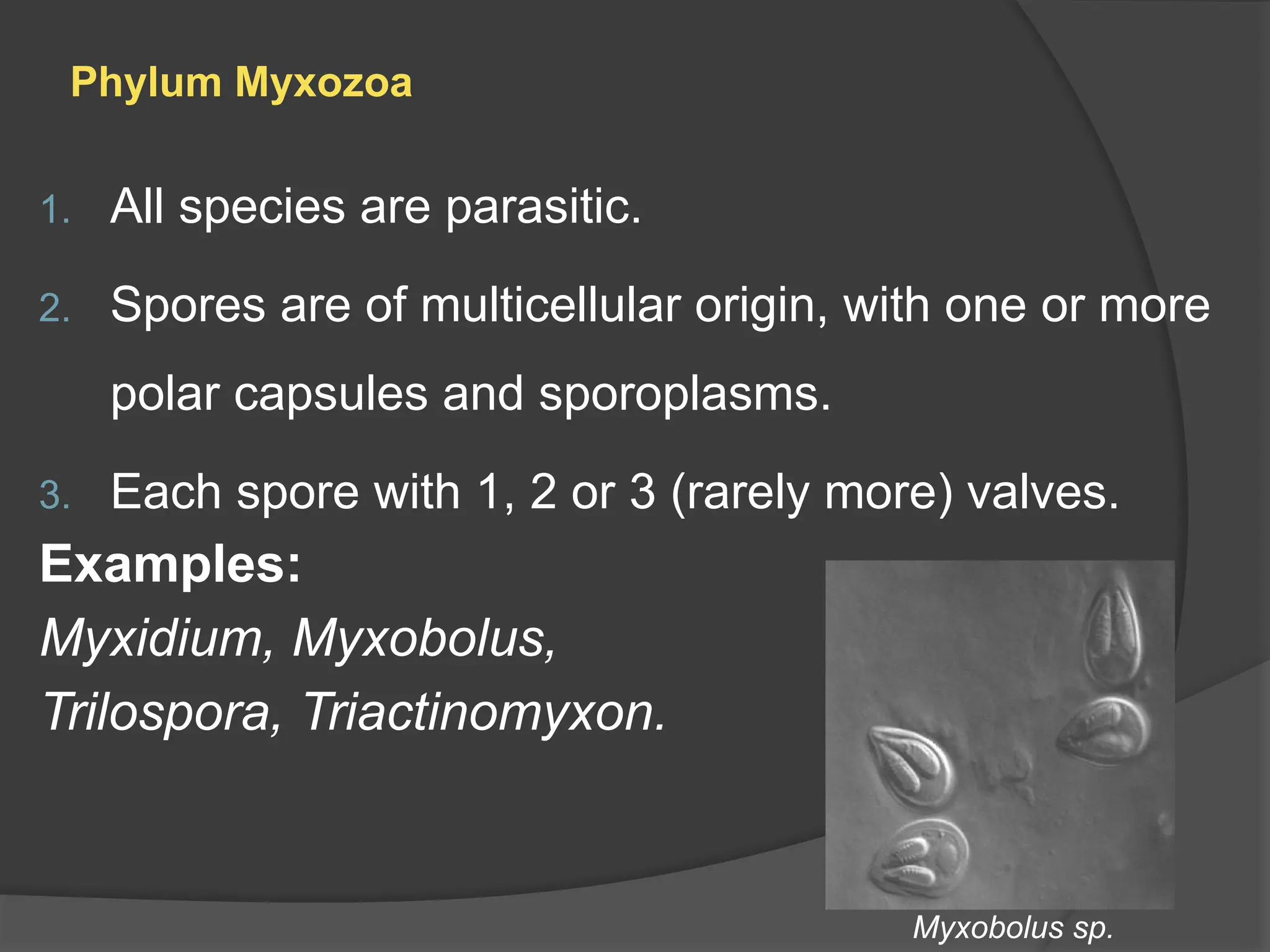 Protozoa types and classification . pptx | PPTX