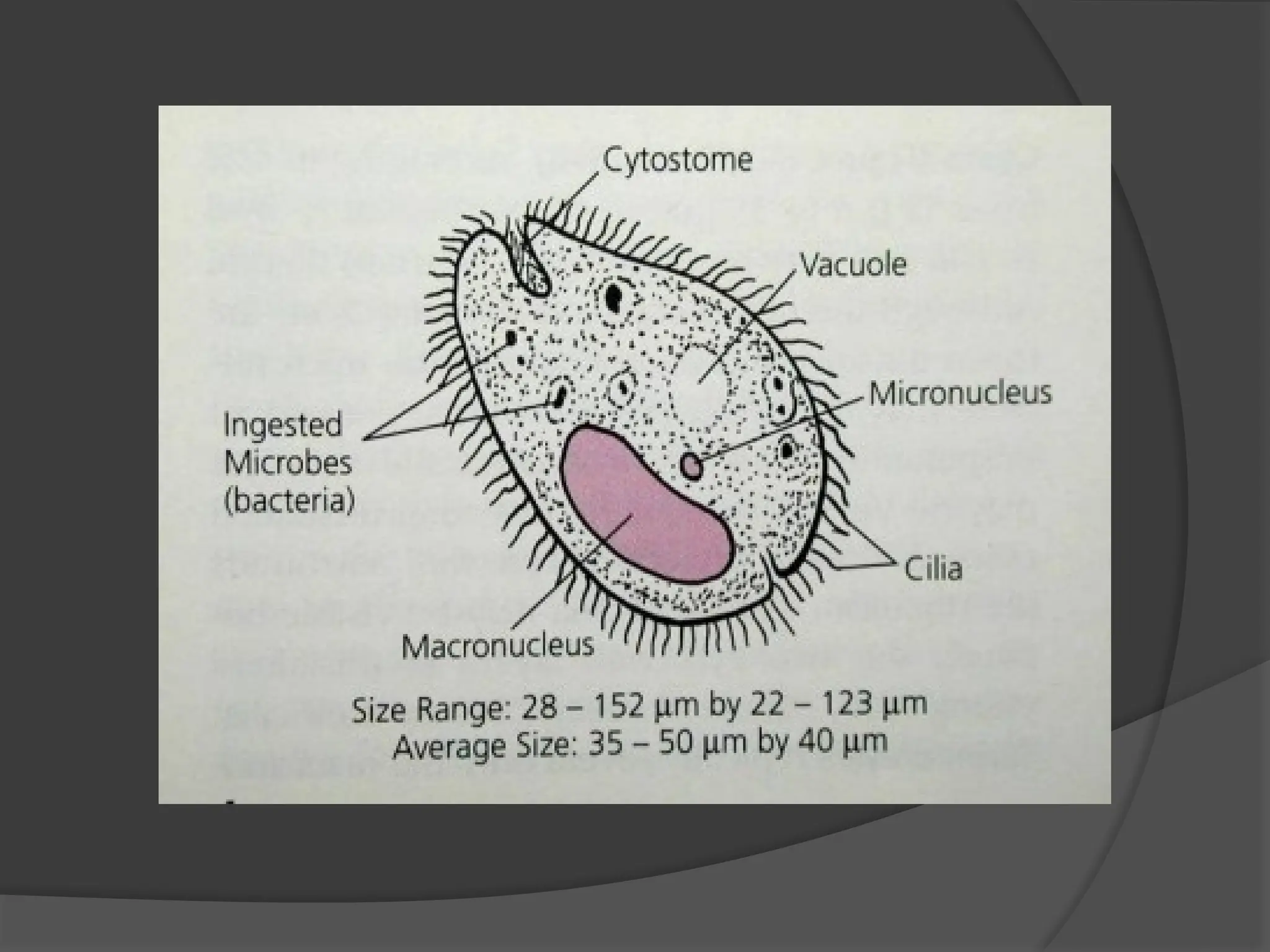 Protozoa types and classification . pptx | PPTX