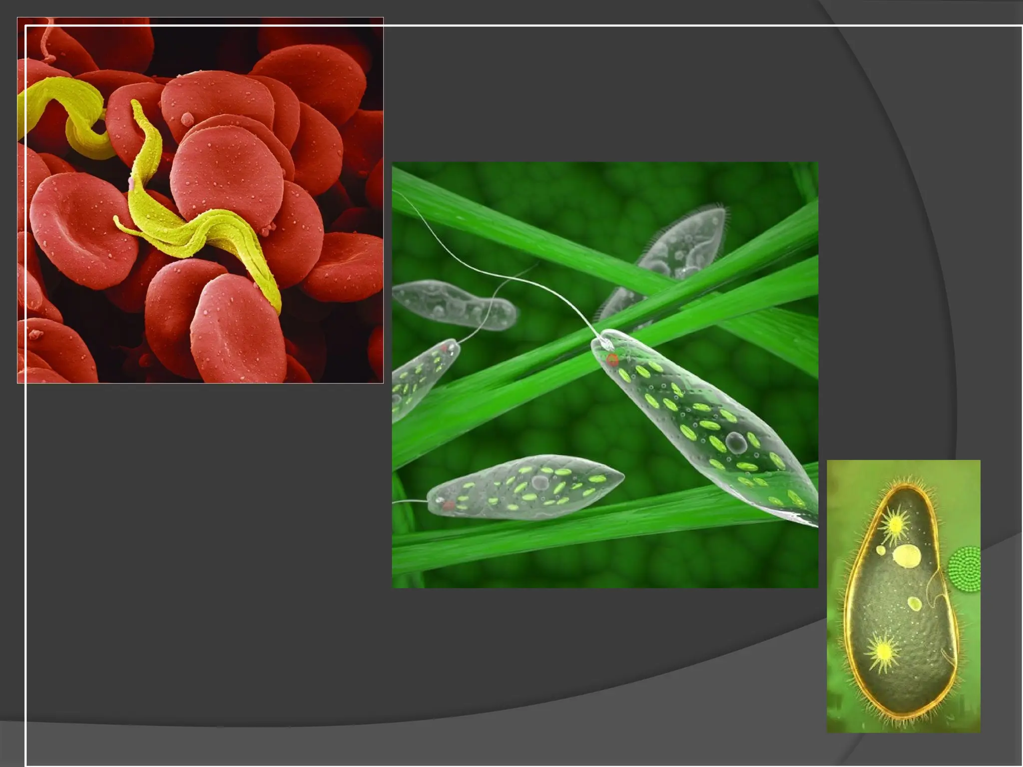Protozoa types and classification . pptx | PPTX