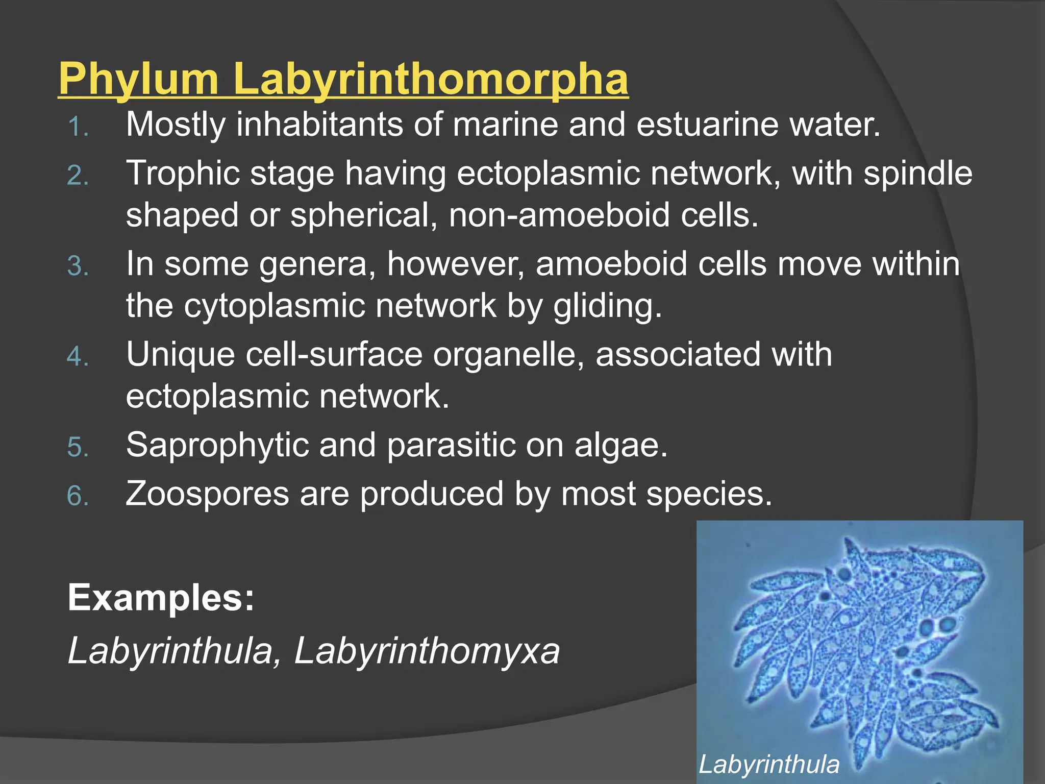 Protozoa types and classification . pptx | PPTX