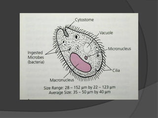 Protozoa types and classification . pptx | PPTX