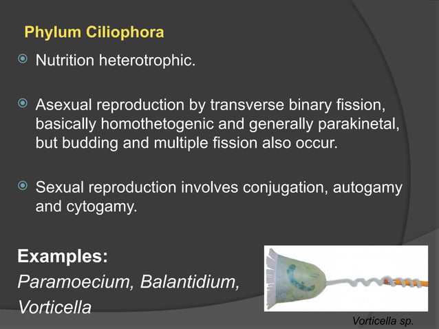 Protozoa types and classification . pptx | PPTX