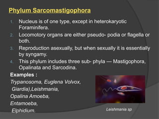 Protozoa types and classification . pptx | PPTX