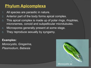 Protozoa types and classification . pptx | PPTX