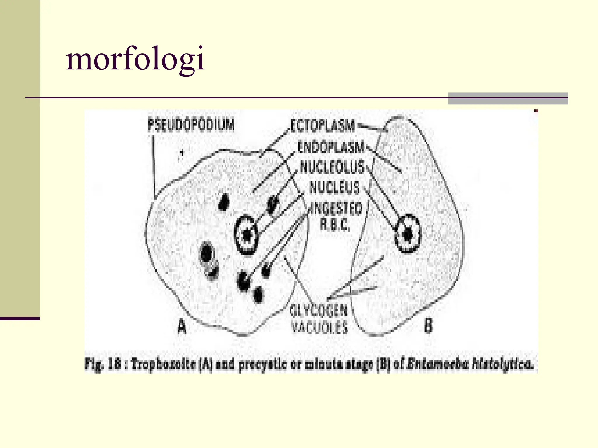 Protozoa adalah ppt berisi tentang protozoa | PPT