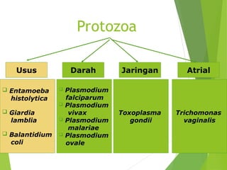 parasit protozoa........................ | PPT