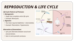 Protozoa: A Detailed Overview of Their Discovery, Classification ...