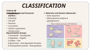 Protozoa: A Detailed Overview of Their Discovery, Classification ...