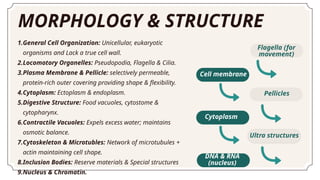 Protozoa: A Detailed Overview of Their Discovery, Classification ...