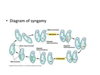 Protozoa amoeba | PPTX | Infectious Diseases | Diseases and Conditions