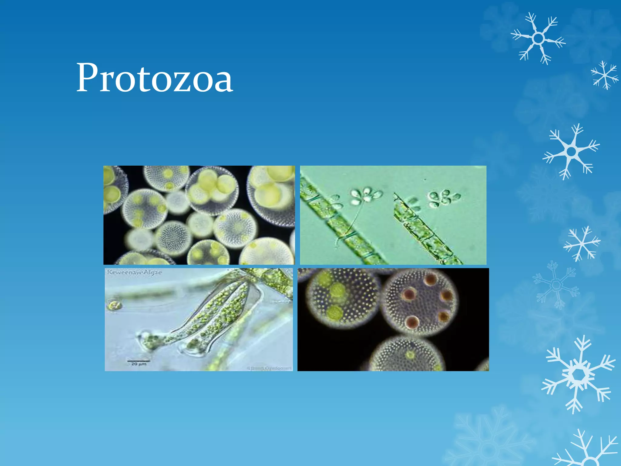 Protozoa and-porifera | PPTX
