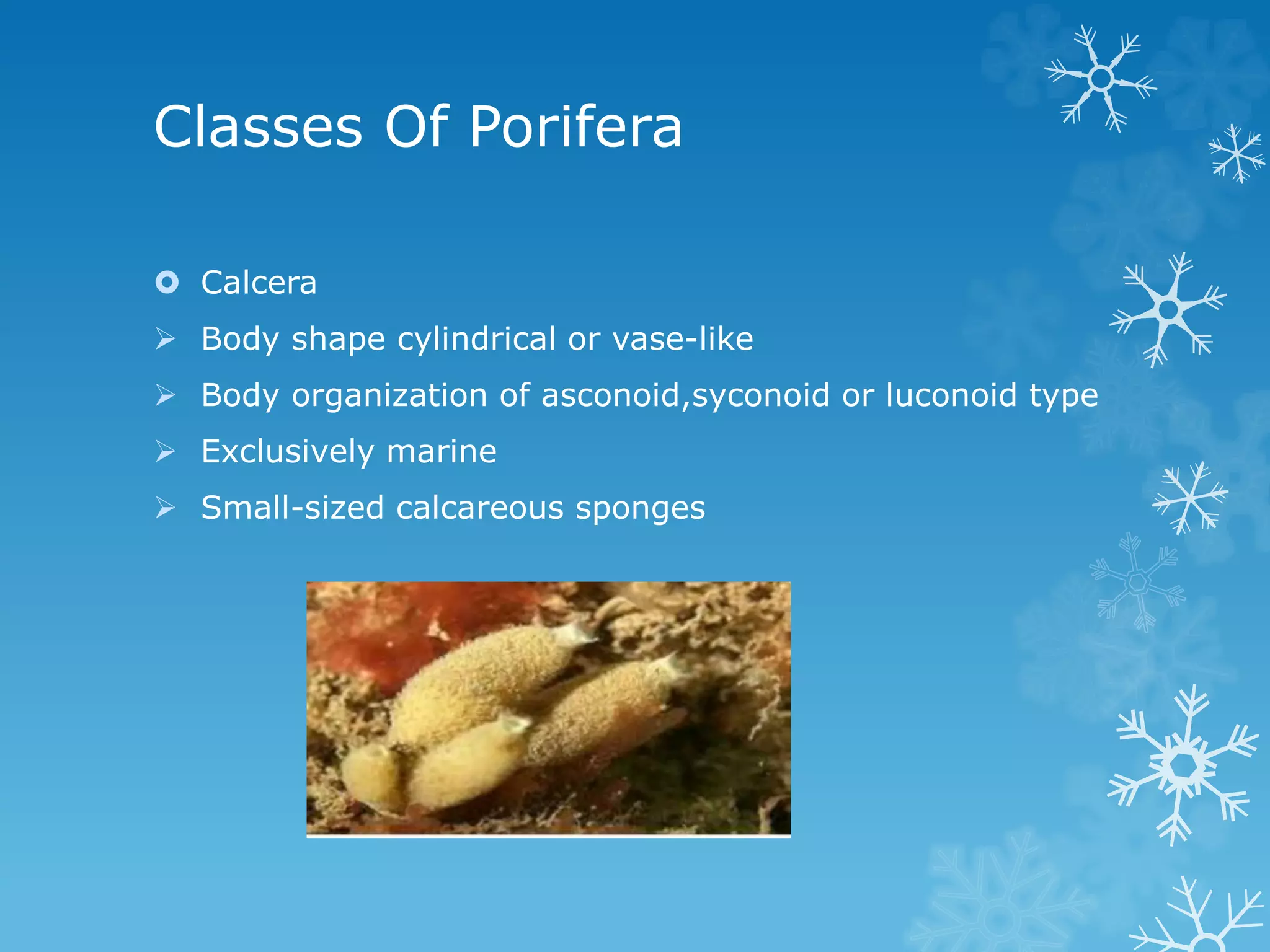 Protozoa and-porifera | PPTX