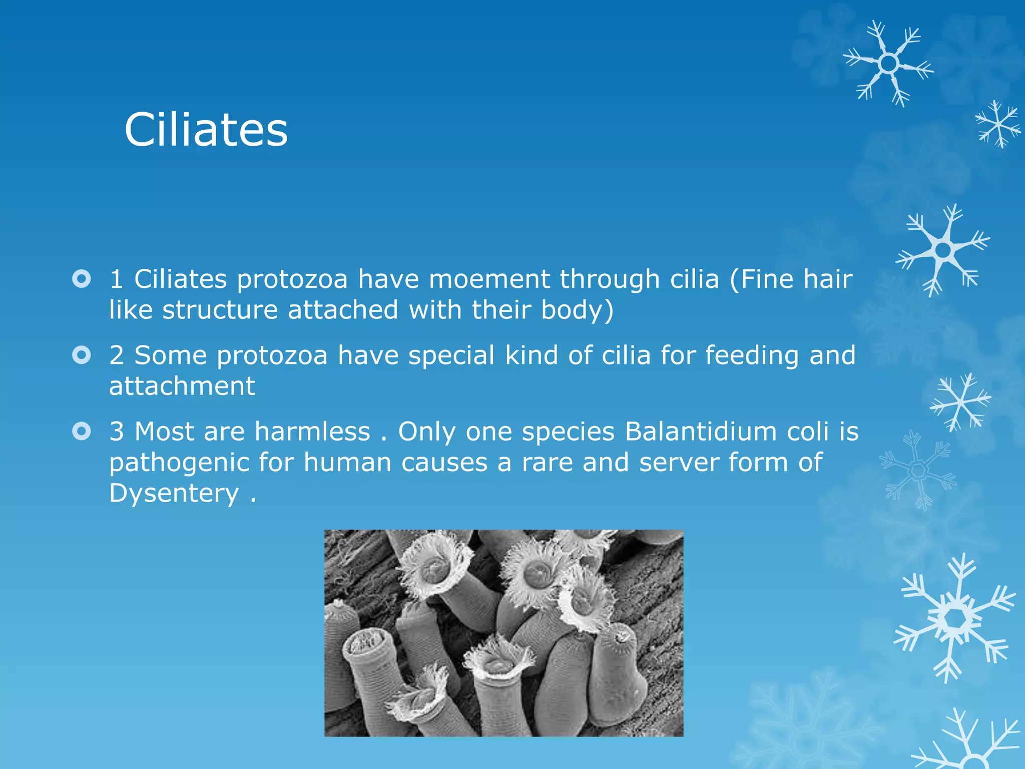 Protozoa and-porifera | PPTX