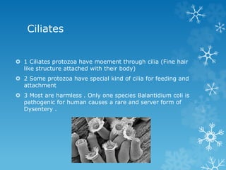 Protozoa and-porifera | PPTX
