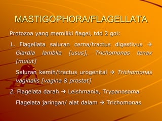 PROTOZOA-Giardia dan Trichomonas .pptx