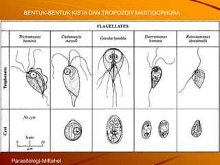 PROTOZOA-Giardia dan Trichomonas .pptx