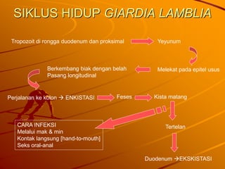 PROTOZOA-Giardia dan Trichomonas .pptx