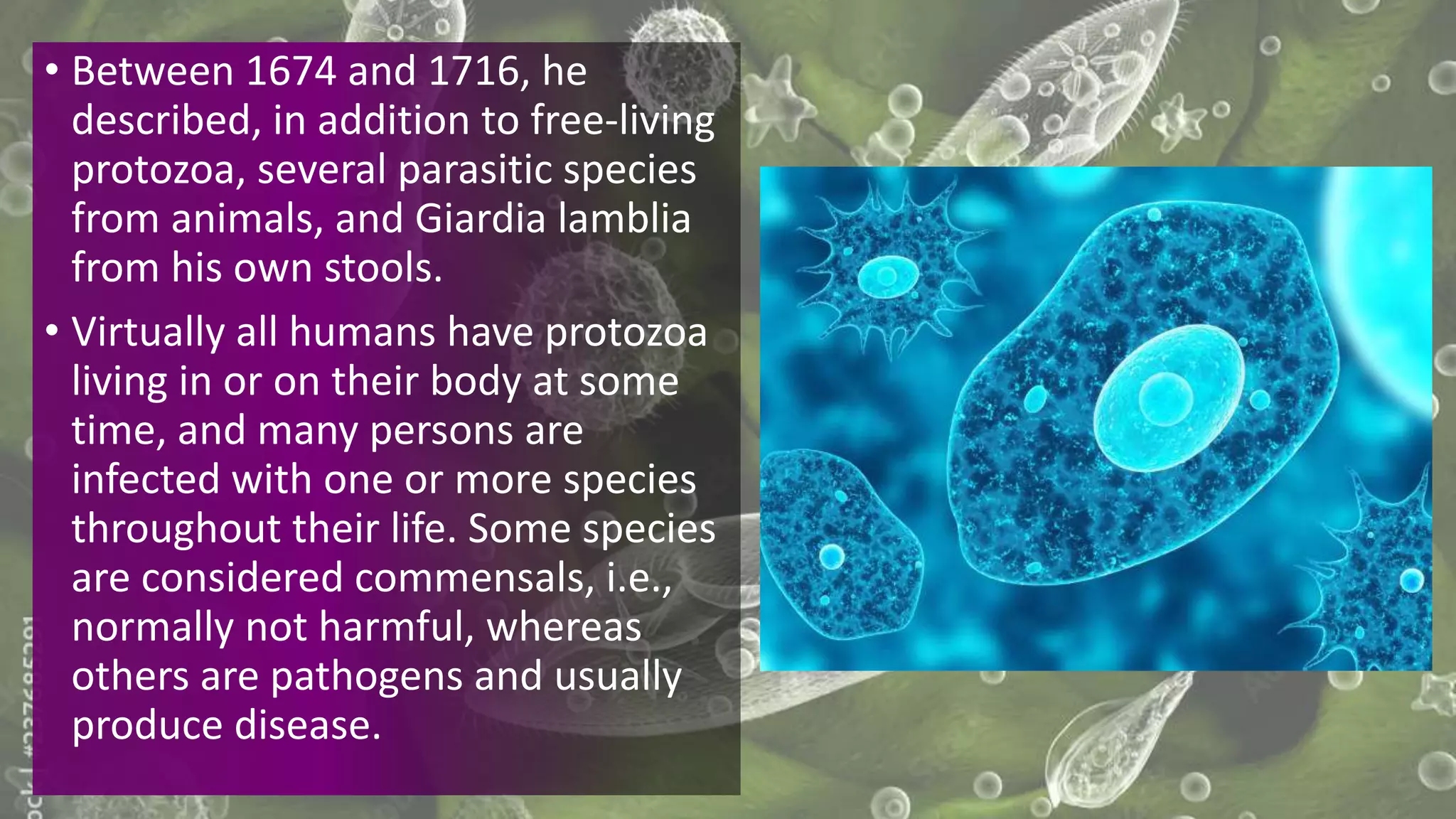 PROTOZOANS features.pptx