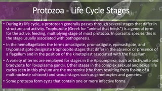 PROTOZOANS features.pptx