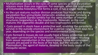 PROTOZOANS features.pptx