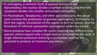 PROTOZOANS features.pptx