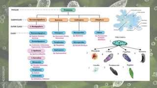 PROTOZOANS features.pptx