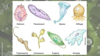 PROTOZOANS features.pptx