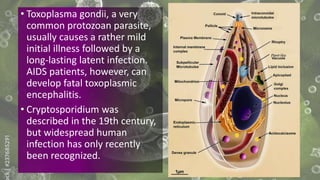 PROTOZOANS features.pptx