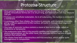 PROTOZOANS features.pptx
