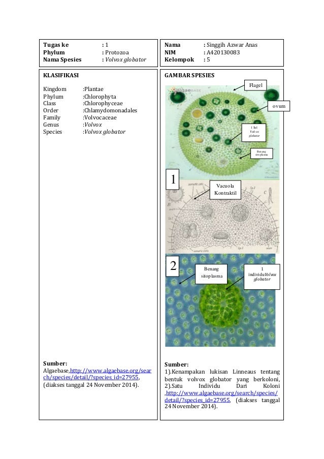 Protozoa volvox globator