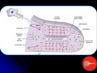 Comprehensive Overview of Protozoa: Classification, Structure, and ...
