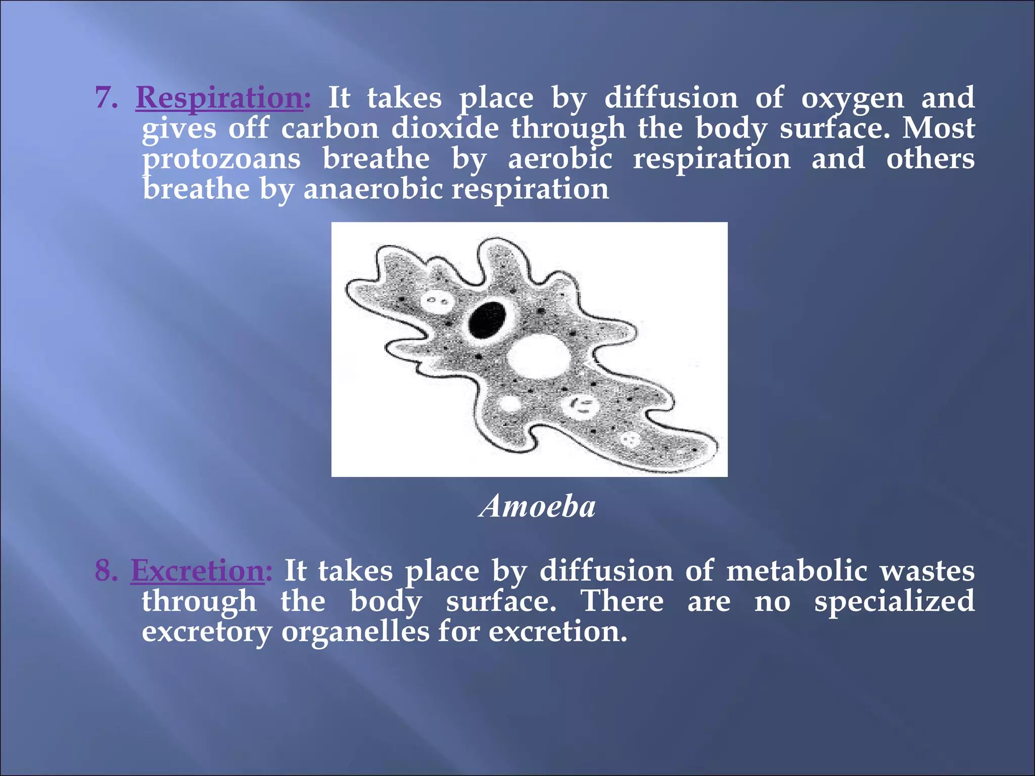 Protozoa 1 | PPT