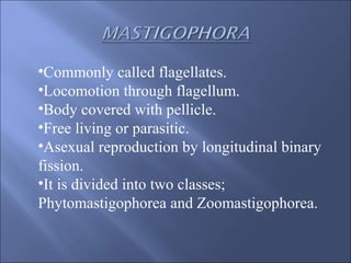 Protozoa 1 | PPT