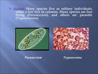 Protozoa 1 | PPT