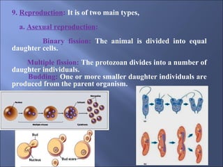 Multiple Fission In Protozoa