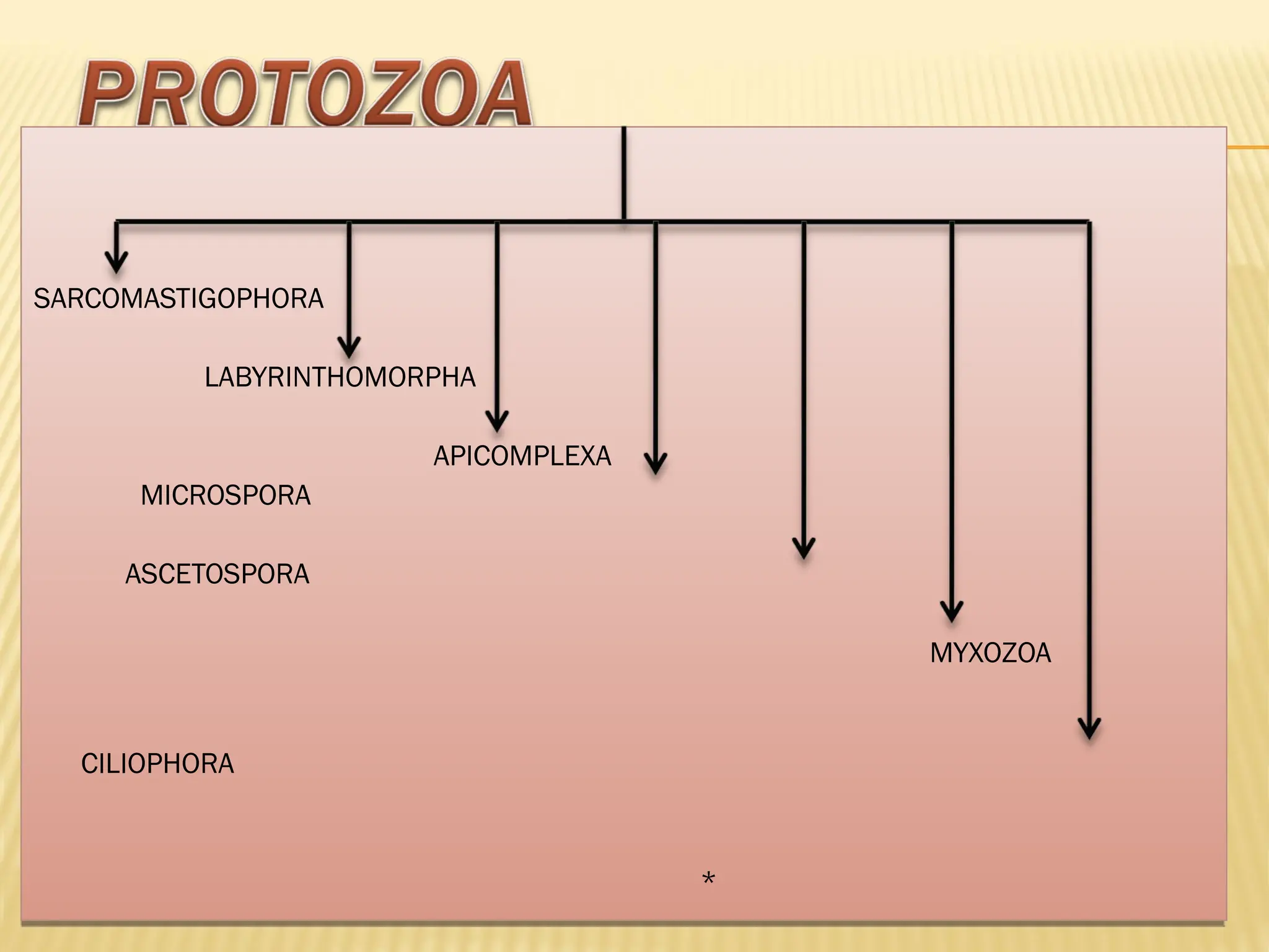 Protozoa : Ciri Khas, Daur Hidup dan SIstem Tubuh | PPT