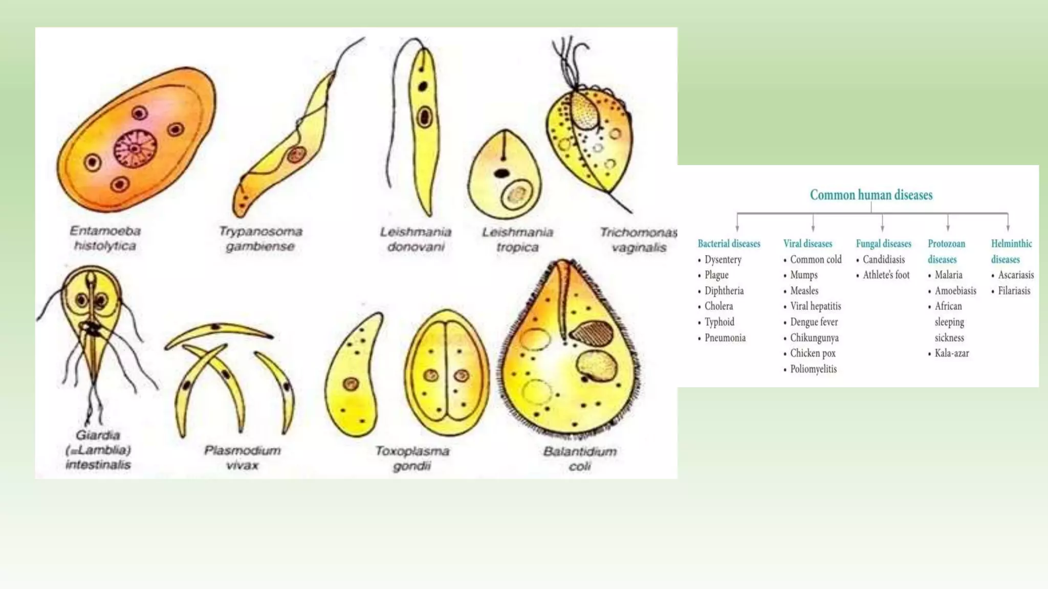 Protozoa and disease | PPTX