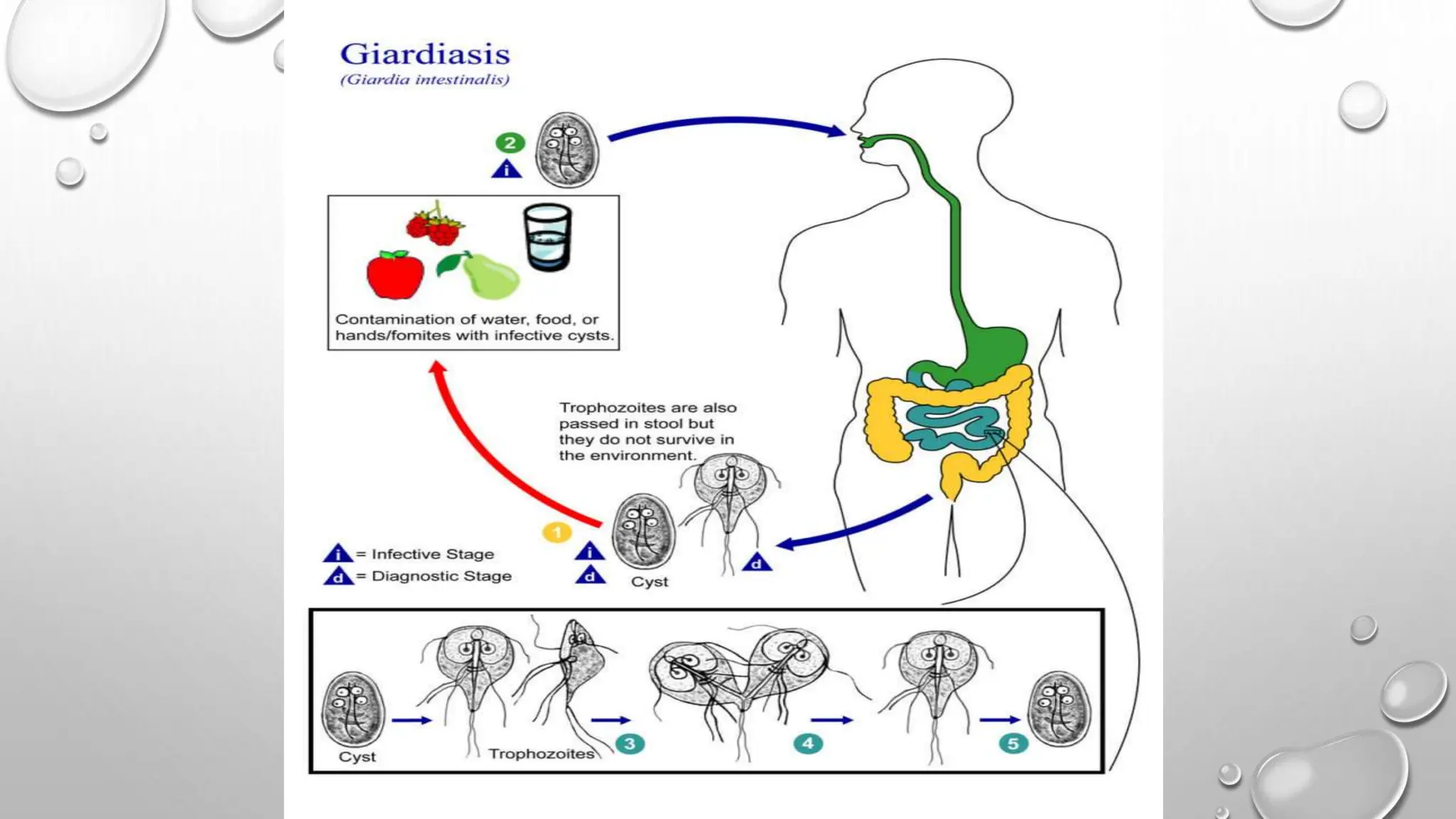Protozoa and Helminth Parasites ppt by Dr.Prince.C.P | PPTX