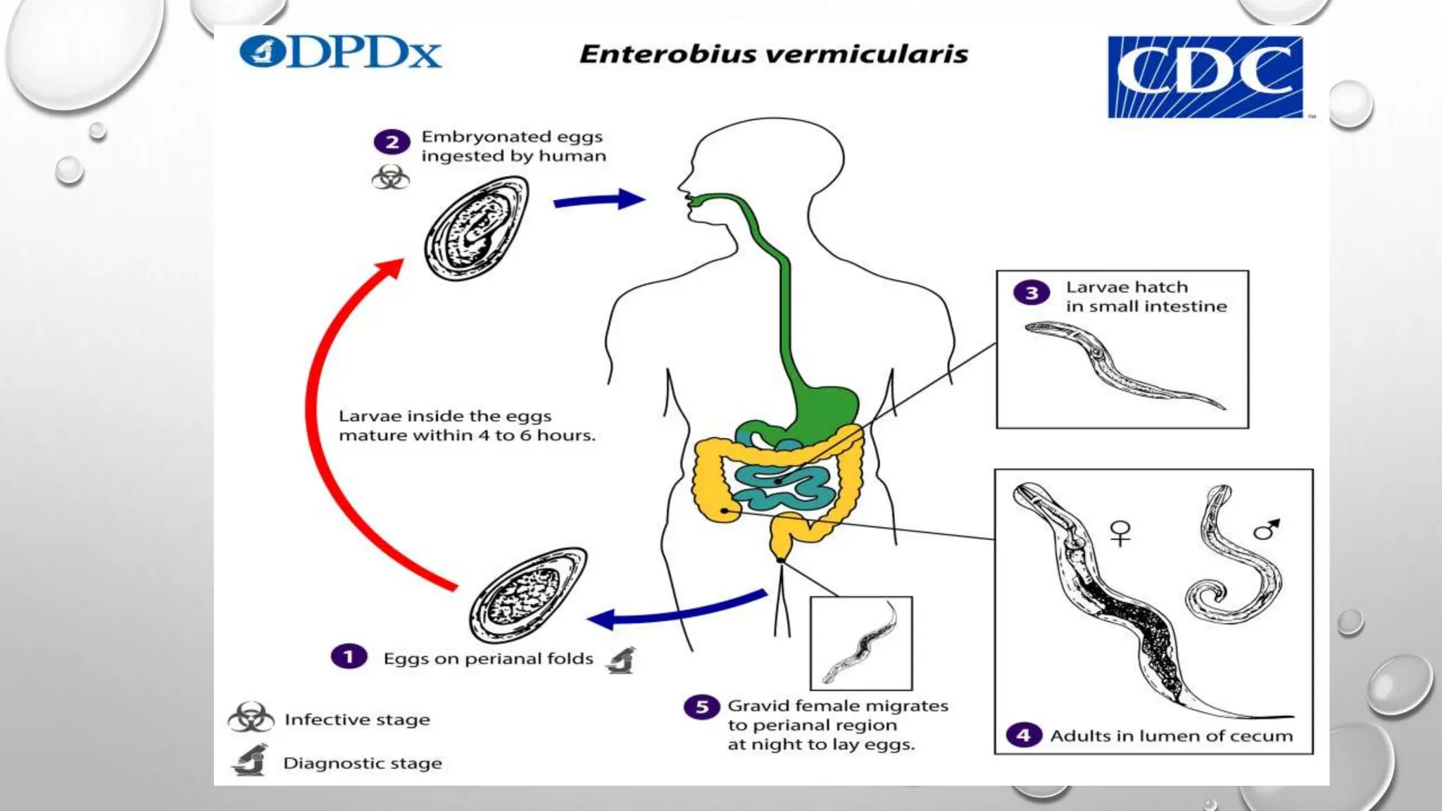 Protozoa and Helminth Parasites ppt by Dr.Prince.C.P | PPTX