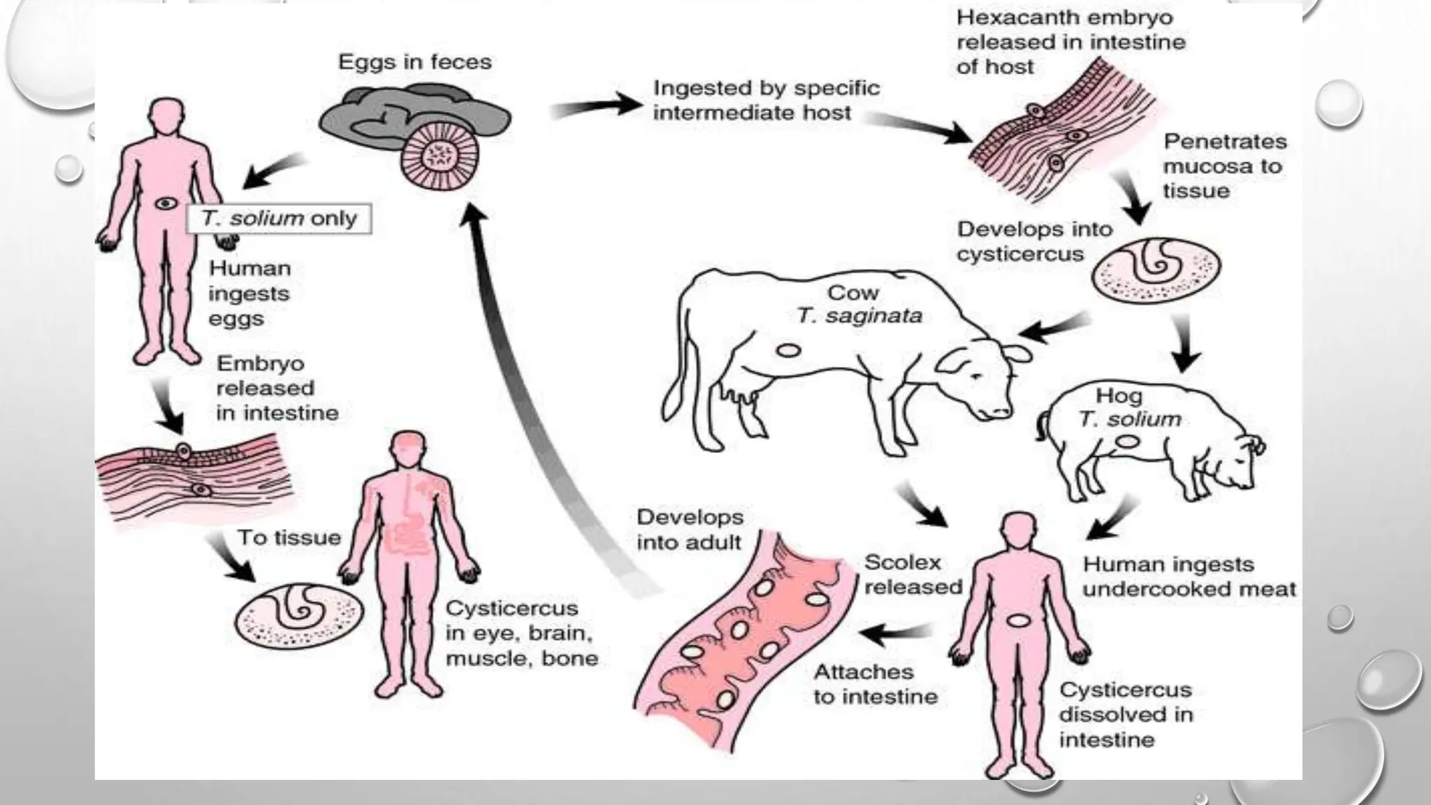 Protozoa and Helminth Parasites ppt by Dr.Prince.C.P | PPTX